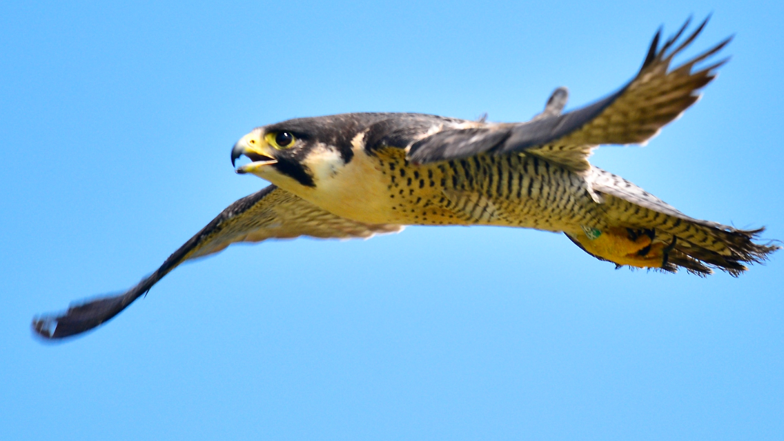 Saving Birds of Prey in Connecticut - WISDOM Good Works